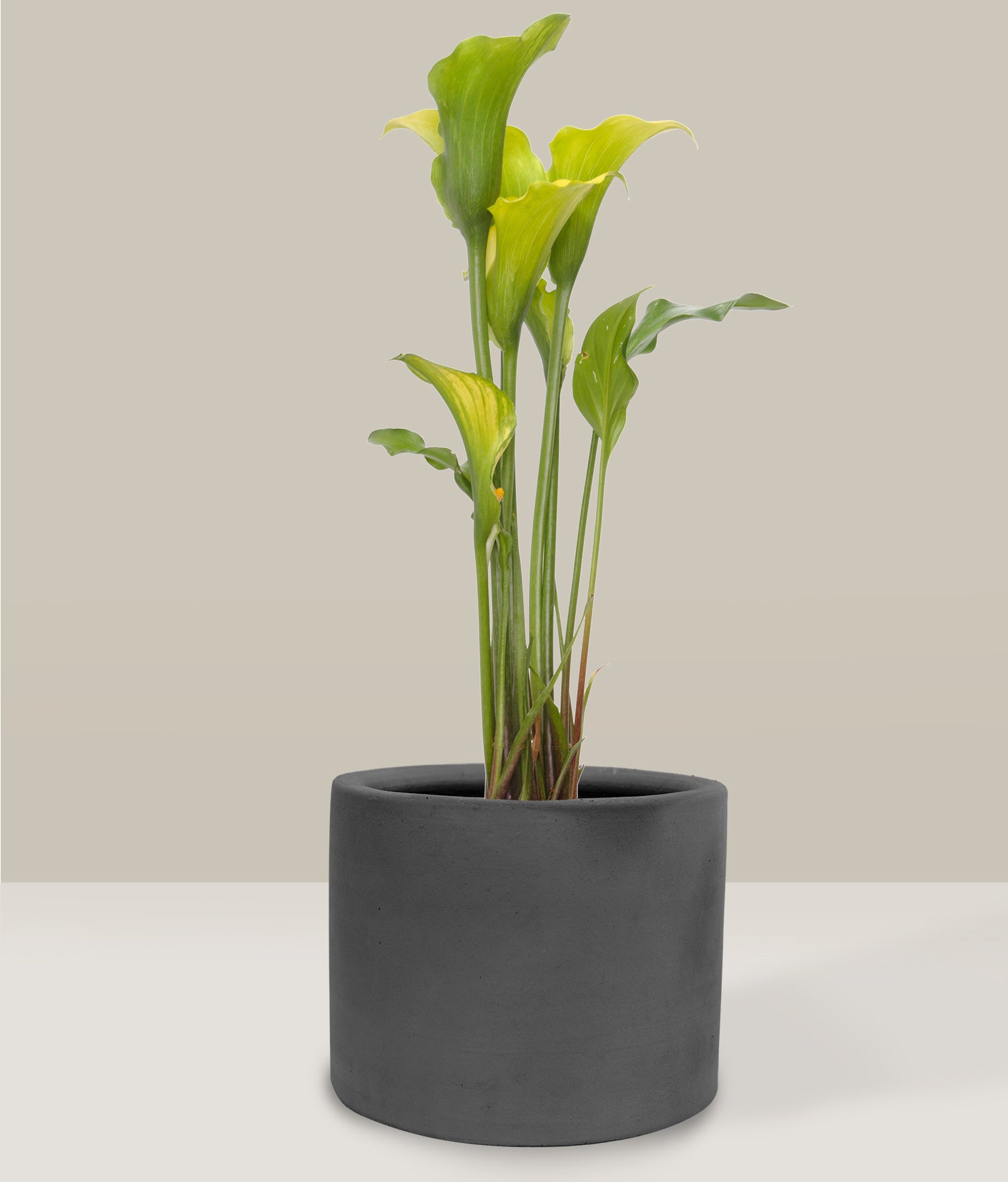 Alcatraz Amarillo – PLANTITAMX