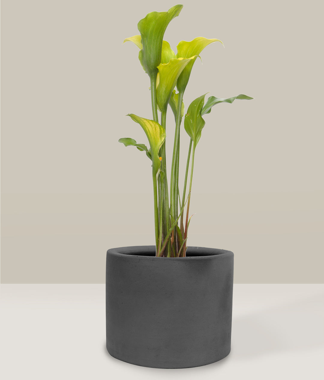 Alcatraz Amarillo – PLANTITAMX