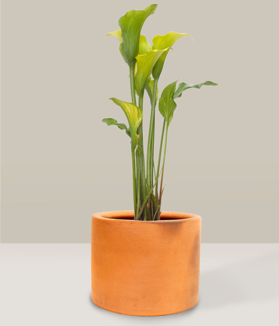 Alcatraz Amarillo – PLANTITAMX