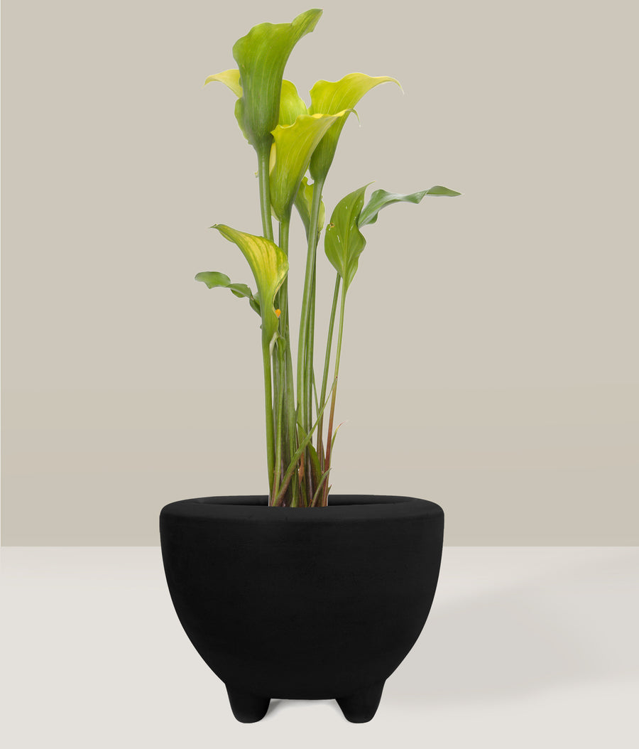 Alcatraz Amarillo – PLANTITAMX