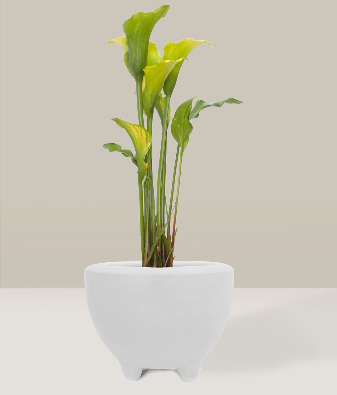 Alcatraz Amarillo – PLANTITAMX