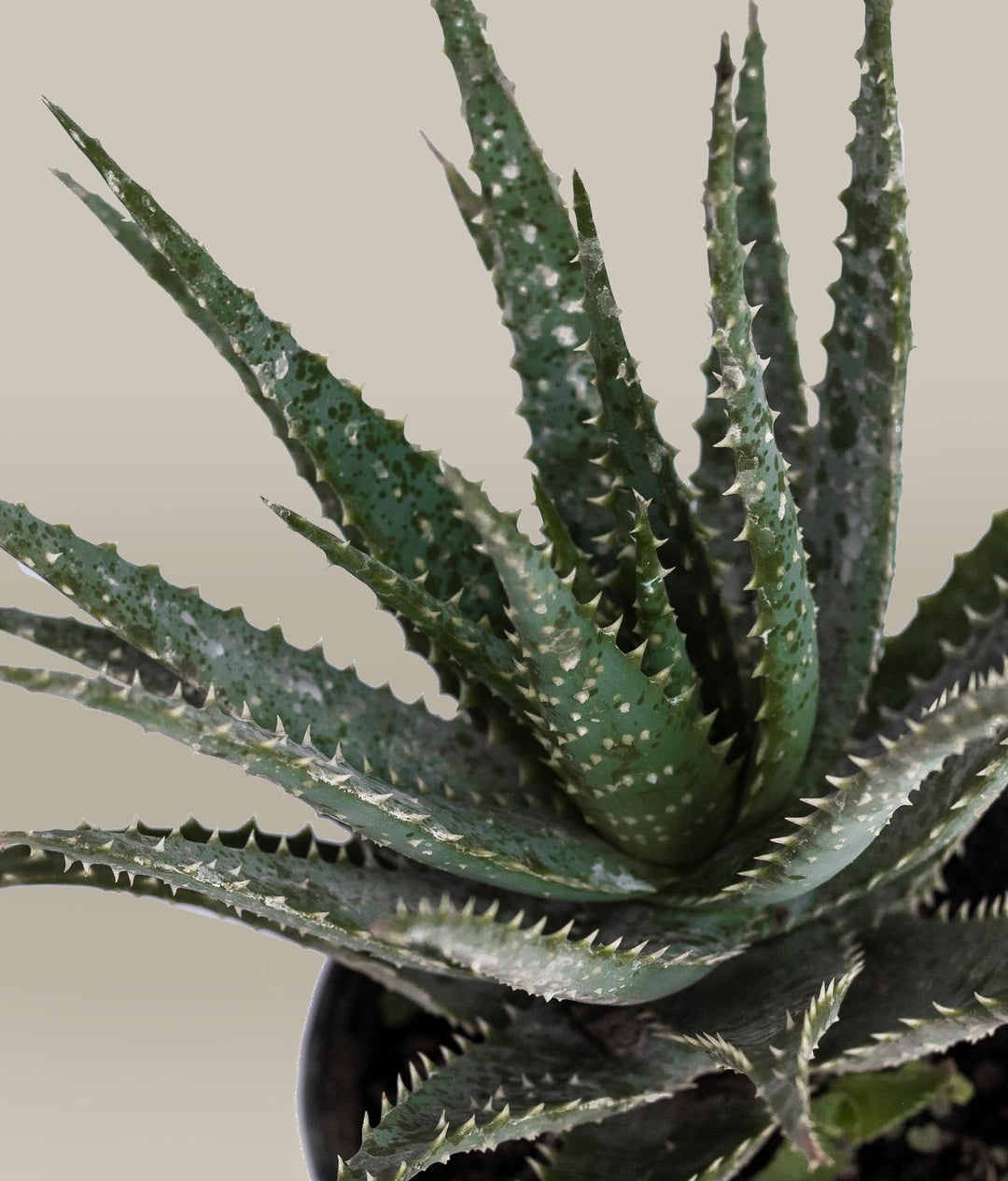 Sábila – PLANTITAMX