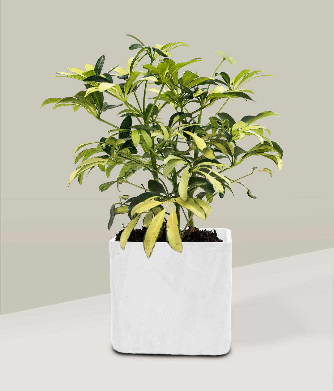 Aralia Mini Gold – PLANTITAMX