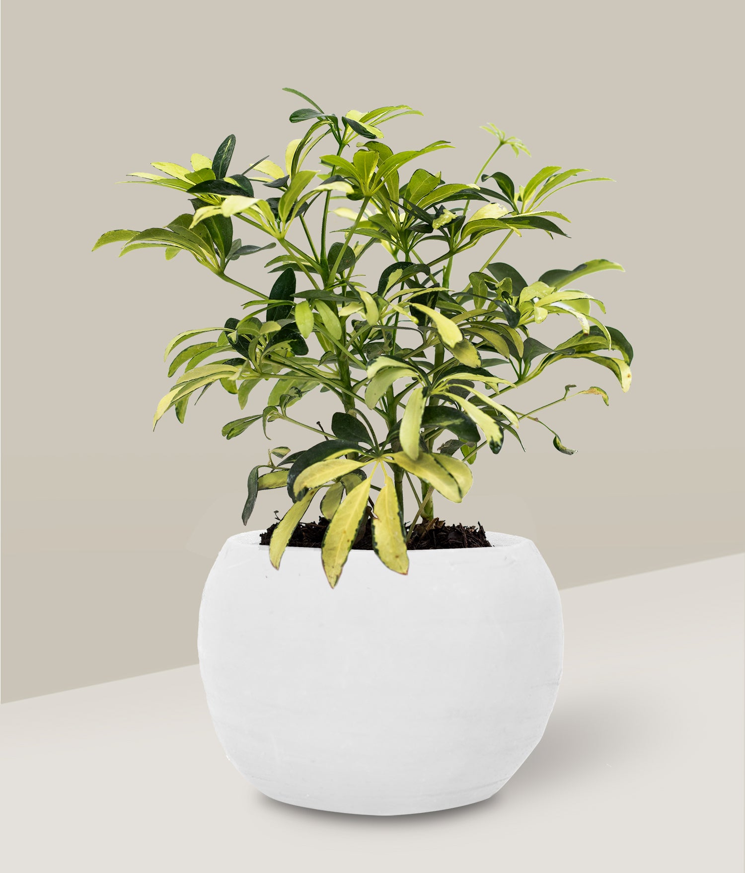 Aralia Mini Gold – PLANTITAMX
